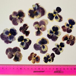 Set of Flowers, Pressed Violet 10 Pcs. Dry Flowers for Resin - Etsy
