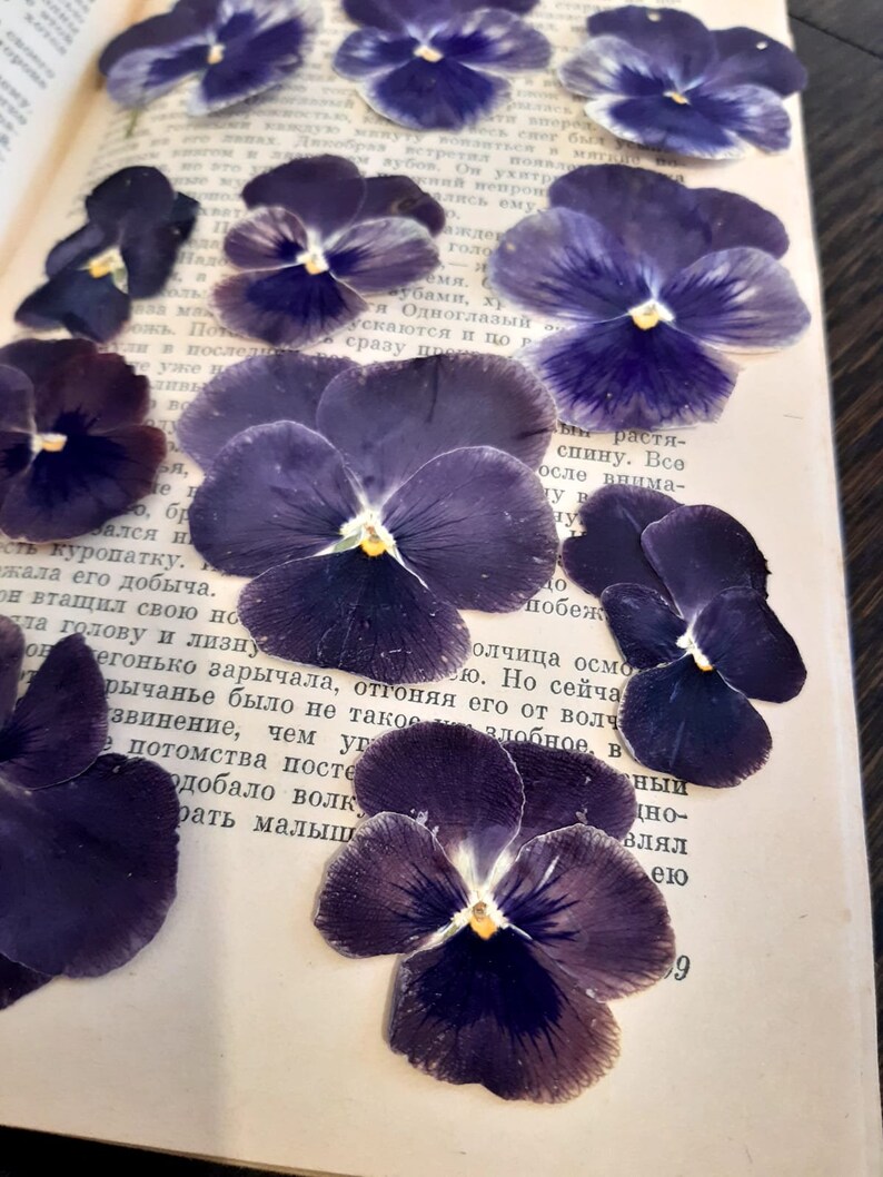 Set of Flowers, Pressed Violet 10 Pcs. Dry Flowers for Resin - Etsy