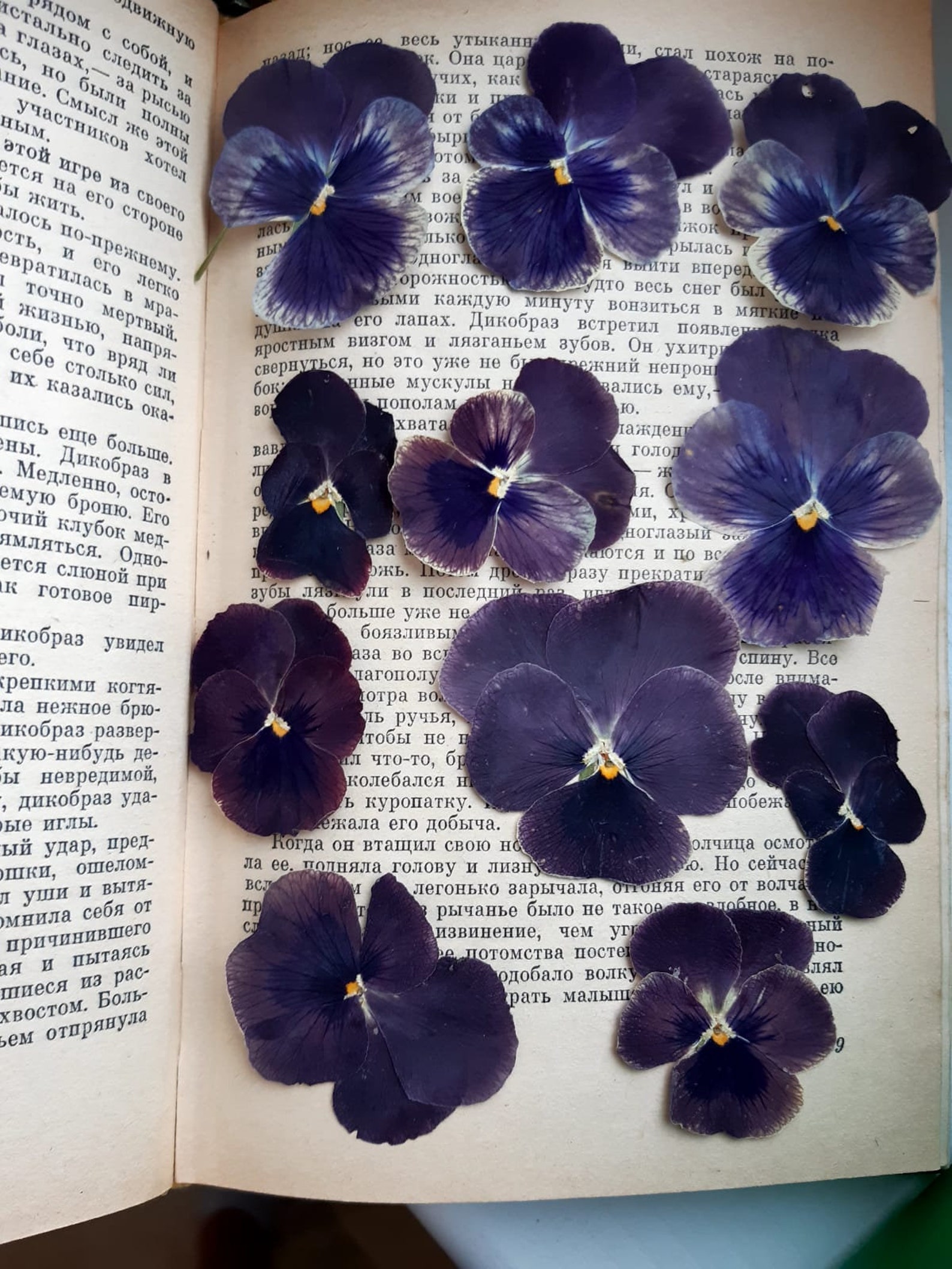 Set of Flowers, Pressed Violet 10 Pcs. Dry Flowers for Resin - Etsy