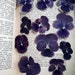 Set of Flowers, Pressed Violet 10 Pcs. Dry Flowers for Resin - Etsy