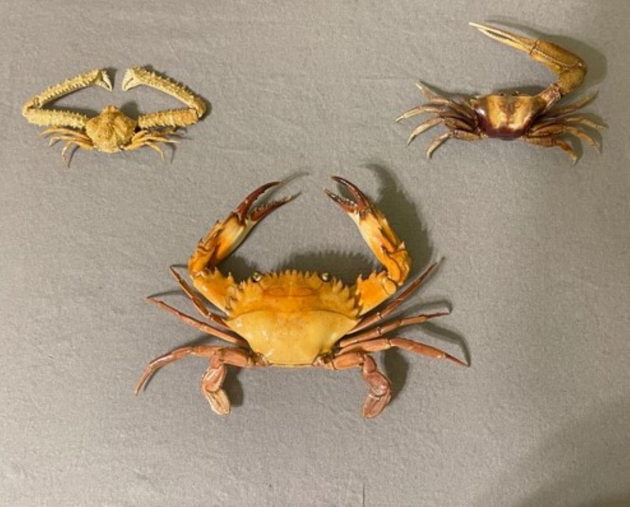 Nautical Taxidermy Triple Crab Display Wall Mount. | Etsy