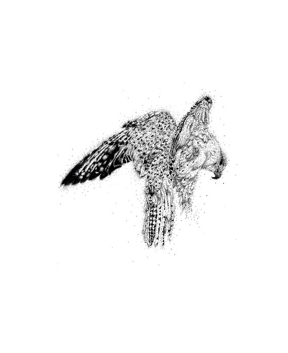 Gyrfalcon Drawing