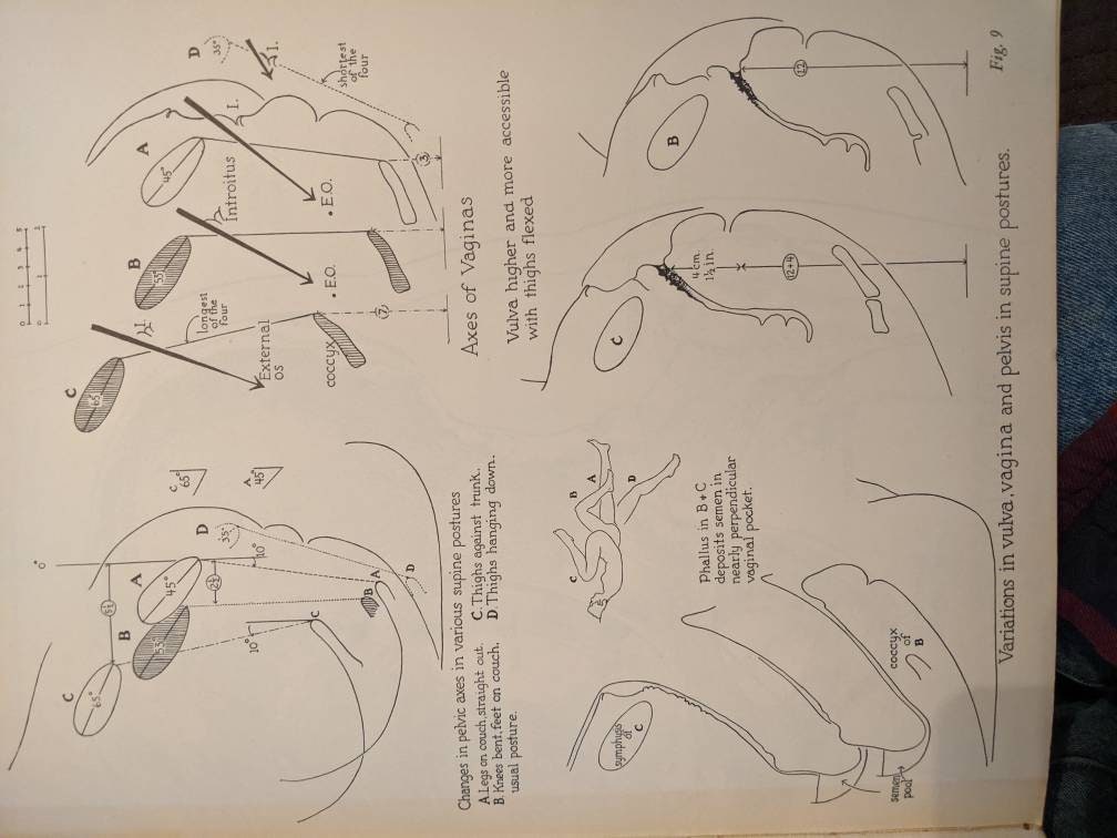 Human Sex Anatomy A Topographical Hand Atlas Second Edition Robert Layout Dickensian Md 