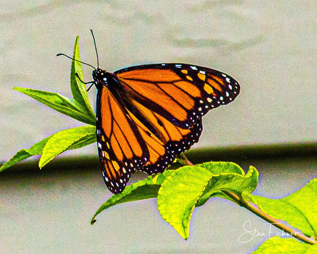 Monarch Butterfly - Etsy