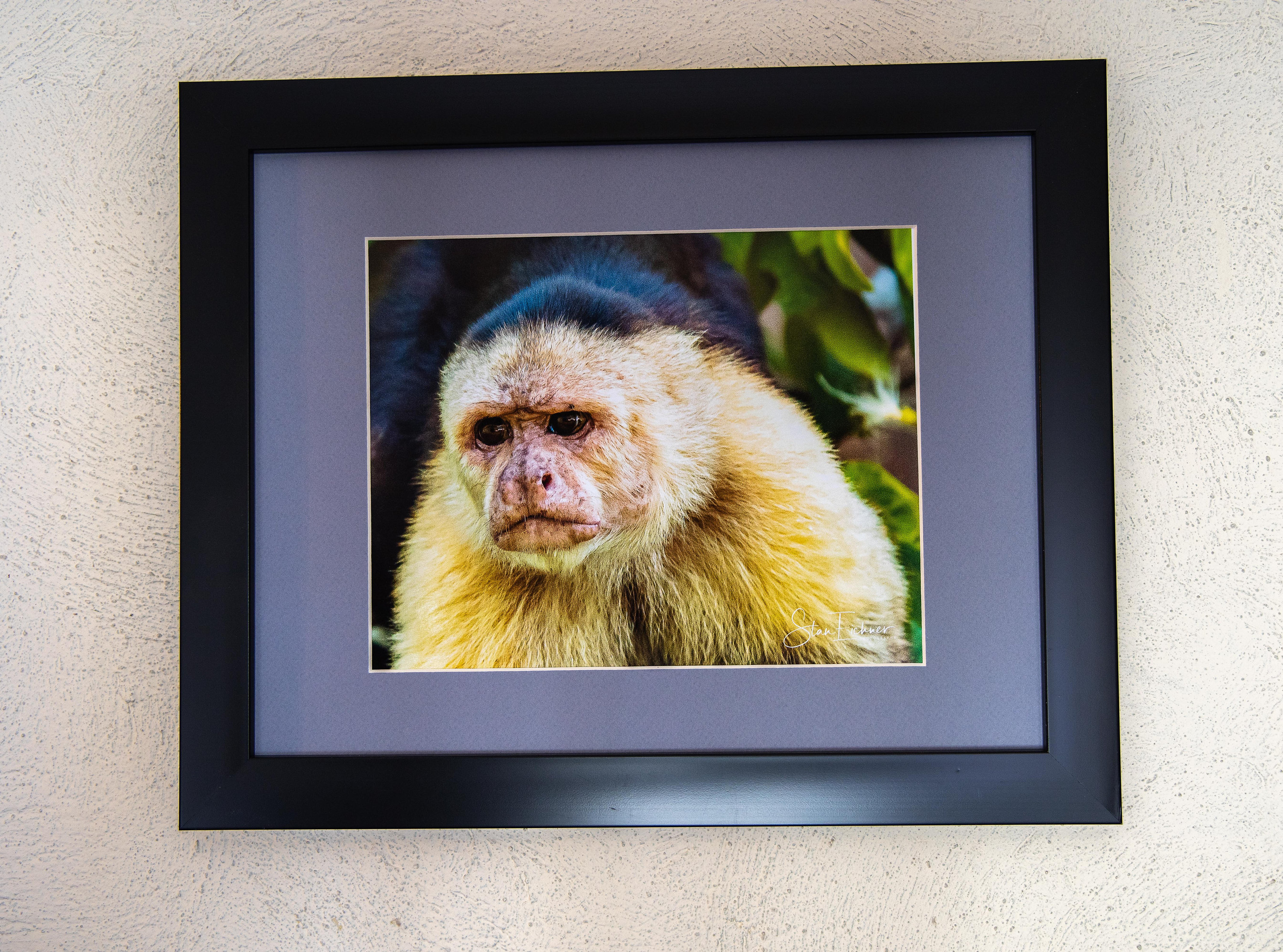 Panamanian White Faced Capuchin Monkey - Etsy