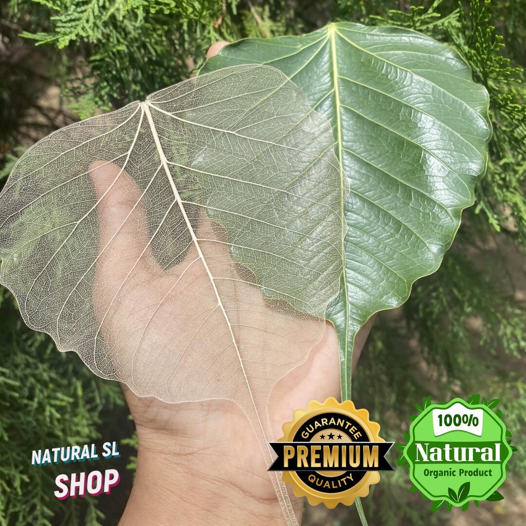 Bodhi Leaf Skeletons: Natural Organic Leaves for DIY Crafts - Etsy