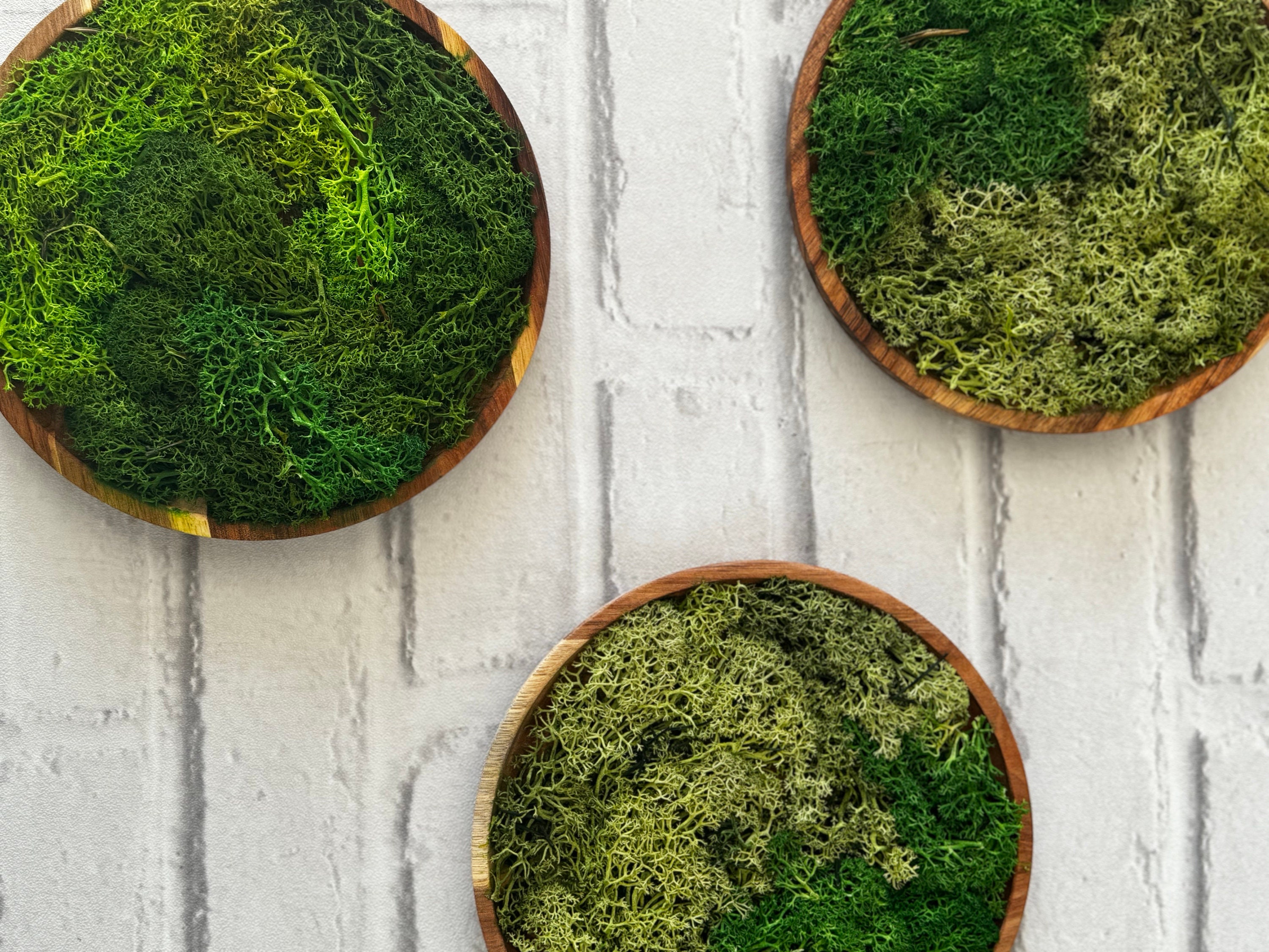 Preserved Moss Art, Wall Art, Home Decor, Art, Natural Moss, Wooden ...