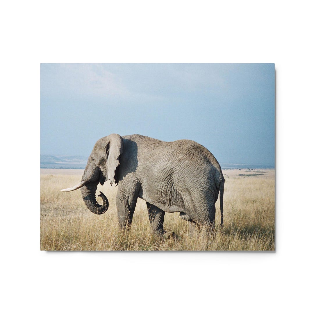 Masai Mara, Kenya Elephant Artist Photographic Metal Print - Etsy