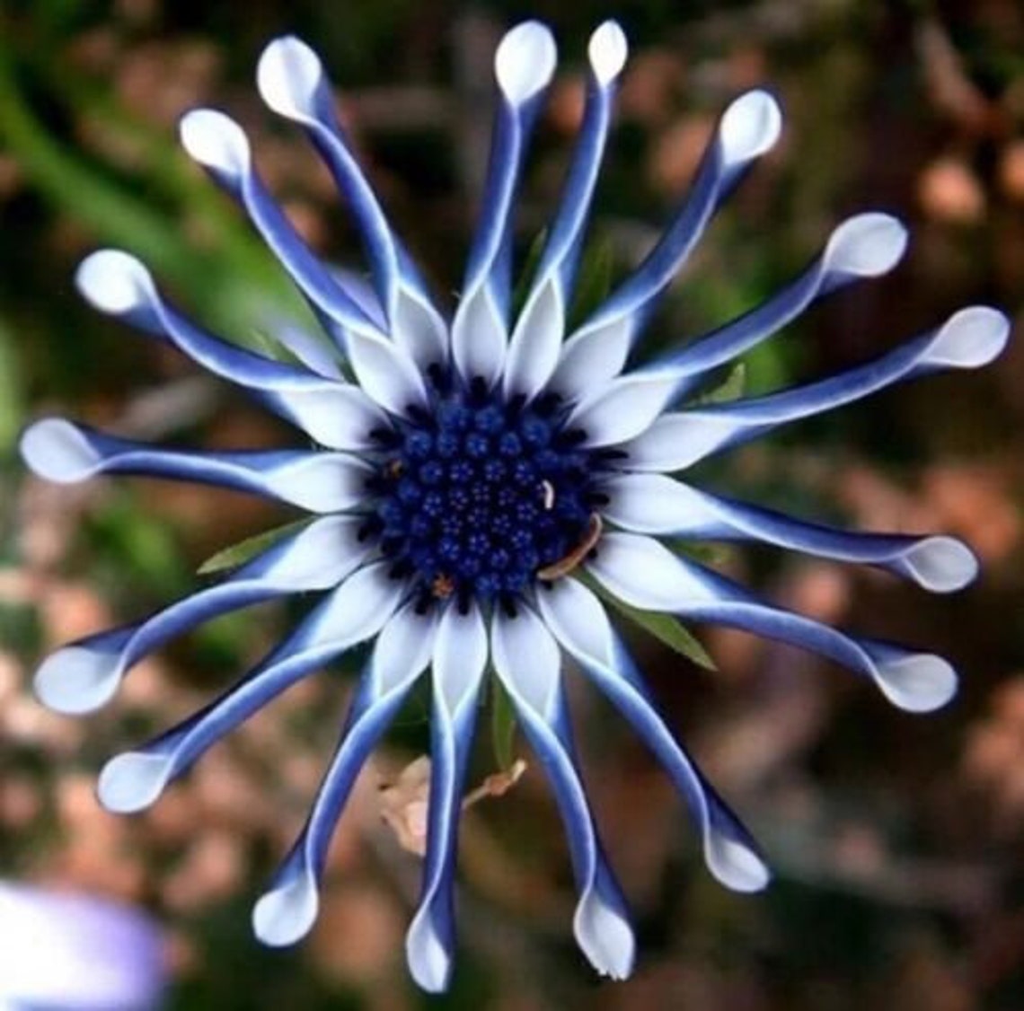 20PCs Rare Blue Daisy Plants Flower Seeds Garden Plant For | Etsy