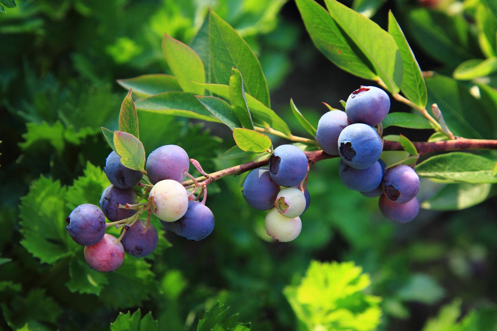 50 Blueberry Vaccinium Myrtillus Seeds Home Garden Etsy