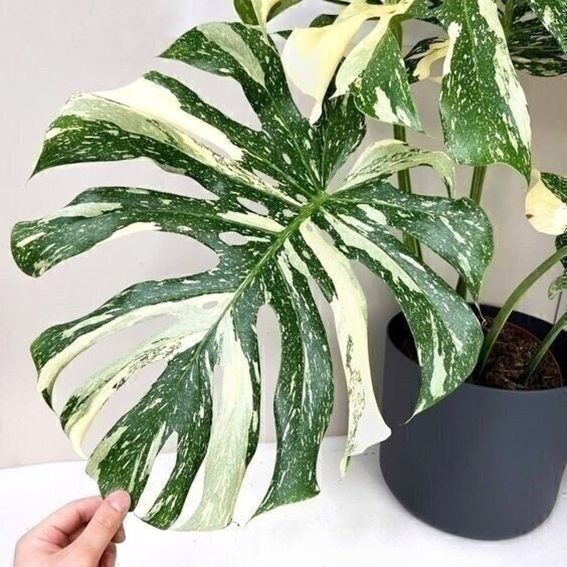 20 Monstera Deliciosa Albo Monstera White Tiger Variegated - Etsy New ...