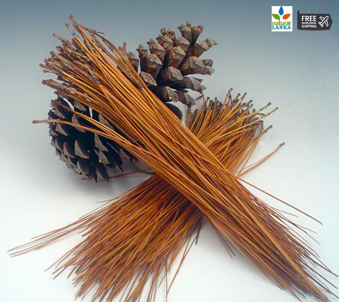 Long Leaf Pine Needles for Baskets, Craft Making, Crafting, Mat Weaving ...