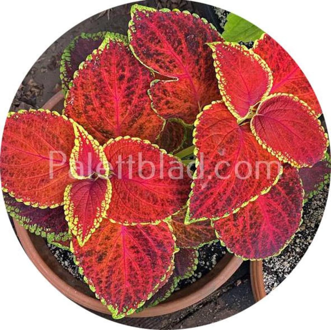 Coleus Giant Exhibition Mix 10 Seeds - Etsy Australia