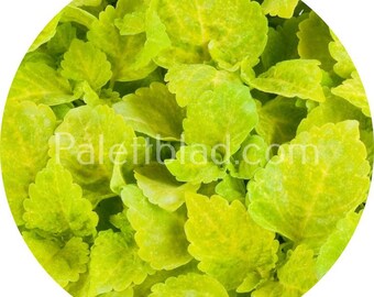 Coleus Rococo Mix 10 Seeds - Etsy