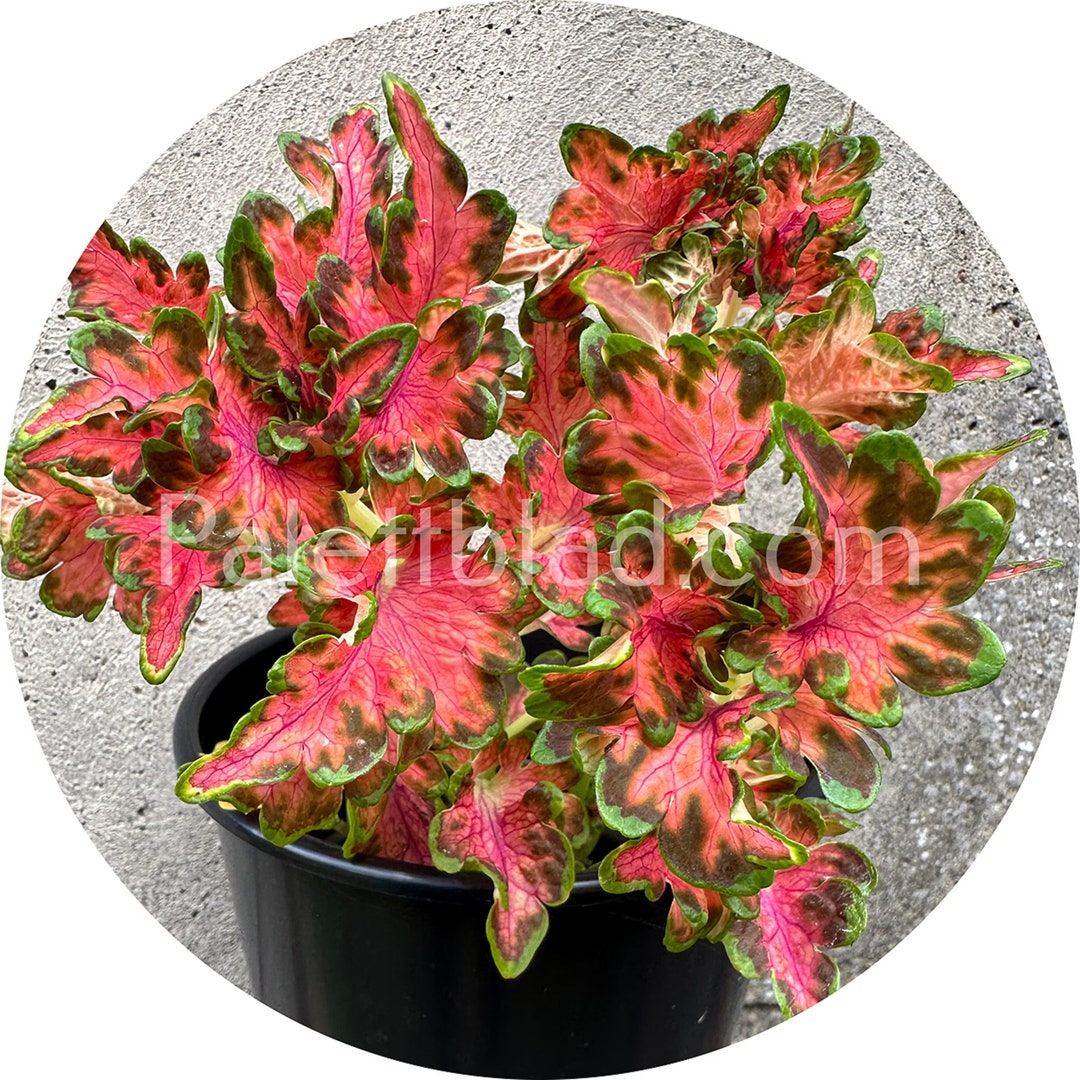 Coleus Colocha Scarlet 10 Seeds - Etsy Canada