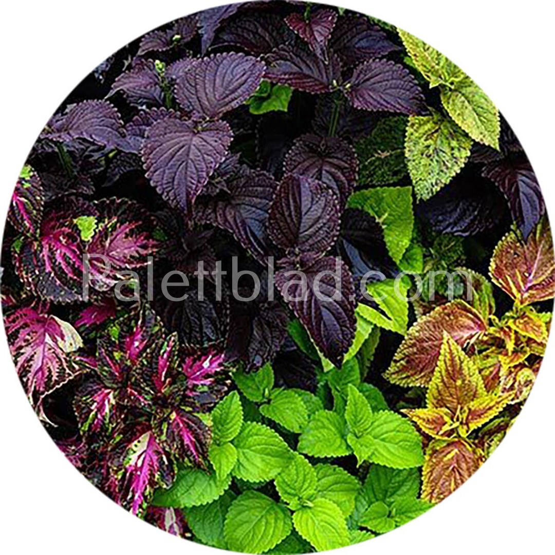 Coleus Giant Exhibition Pinto Mix 10 Seeds - Etsy Norway
