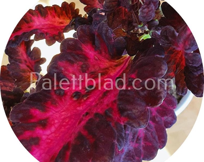 Coleus Wizard Mix - Solenostemon Scutellarioides - Rare 'plant' Species ...