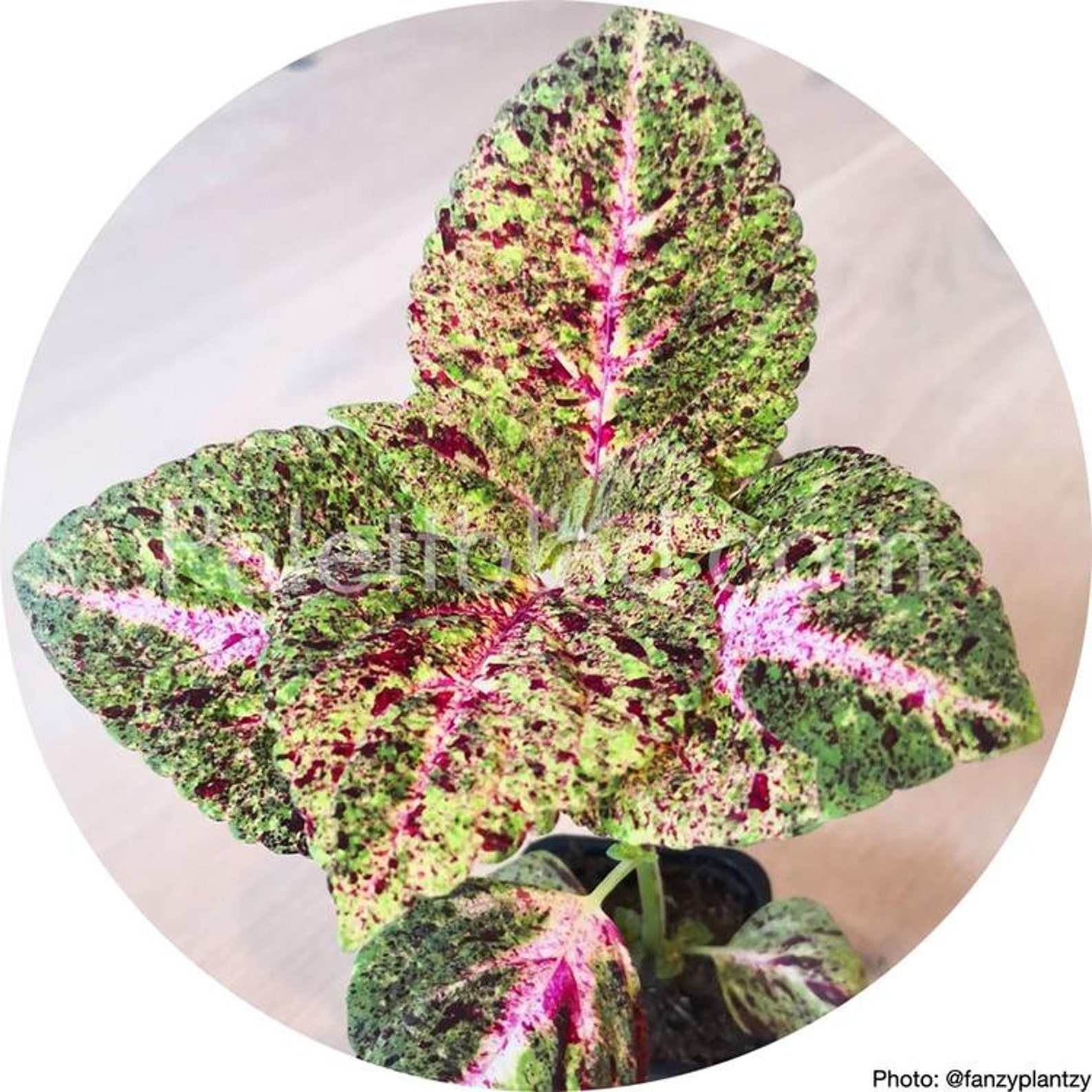 Coleus Giant Exhibition Marble 10 Seeds - Etsy Australia