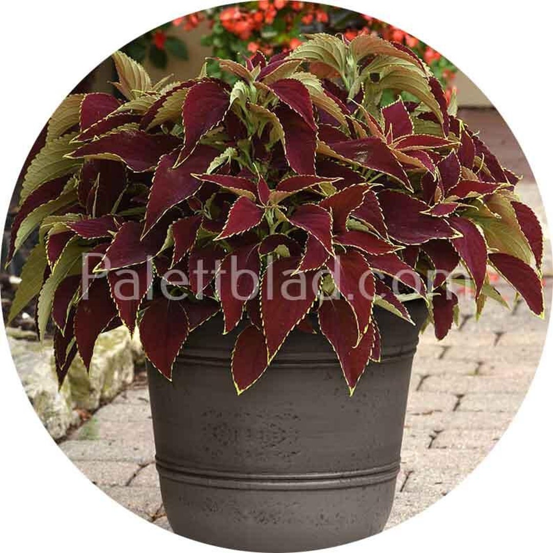 Premium Sun Ruby Heart 5 Seeds - Etsy Canada