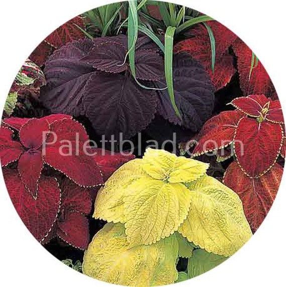 Coleus Giant Exhibition Mix 10 Seeds - Etsy Australia