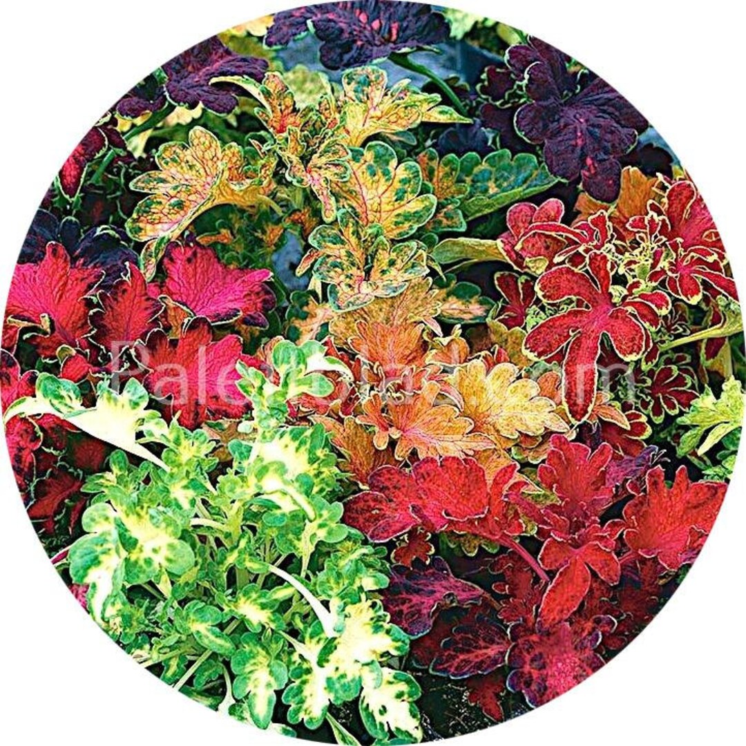 Coleus Rococo Mix 10 Seeds - Etsy Canada