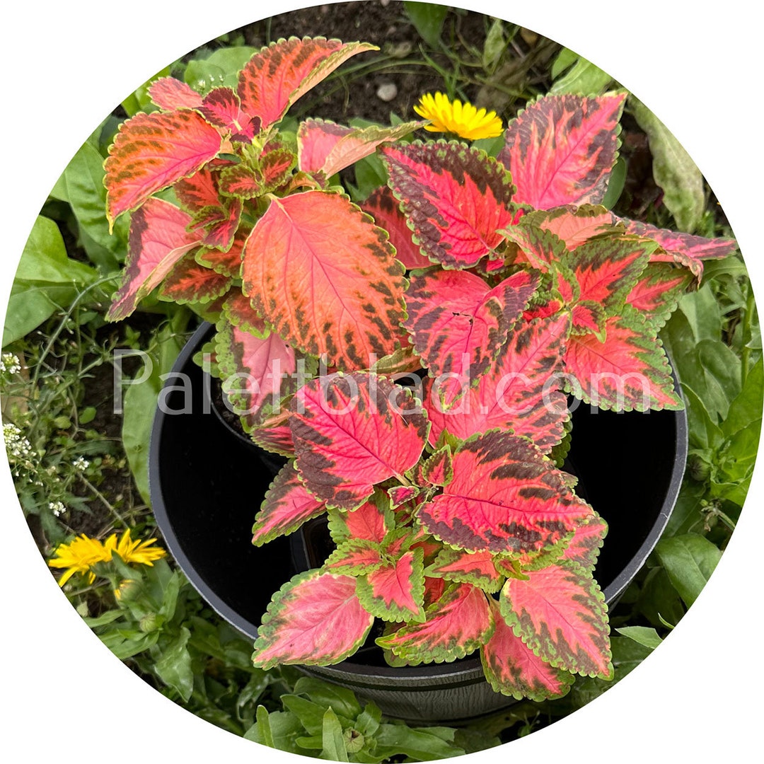 Coleus Wizard Coral Sunrise 10 semillas - Etsy España