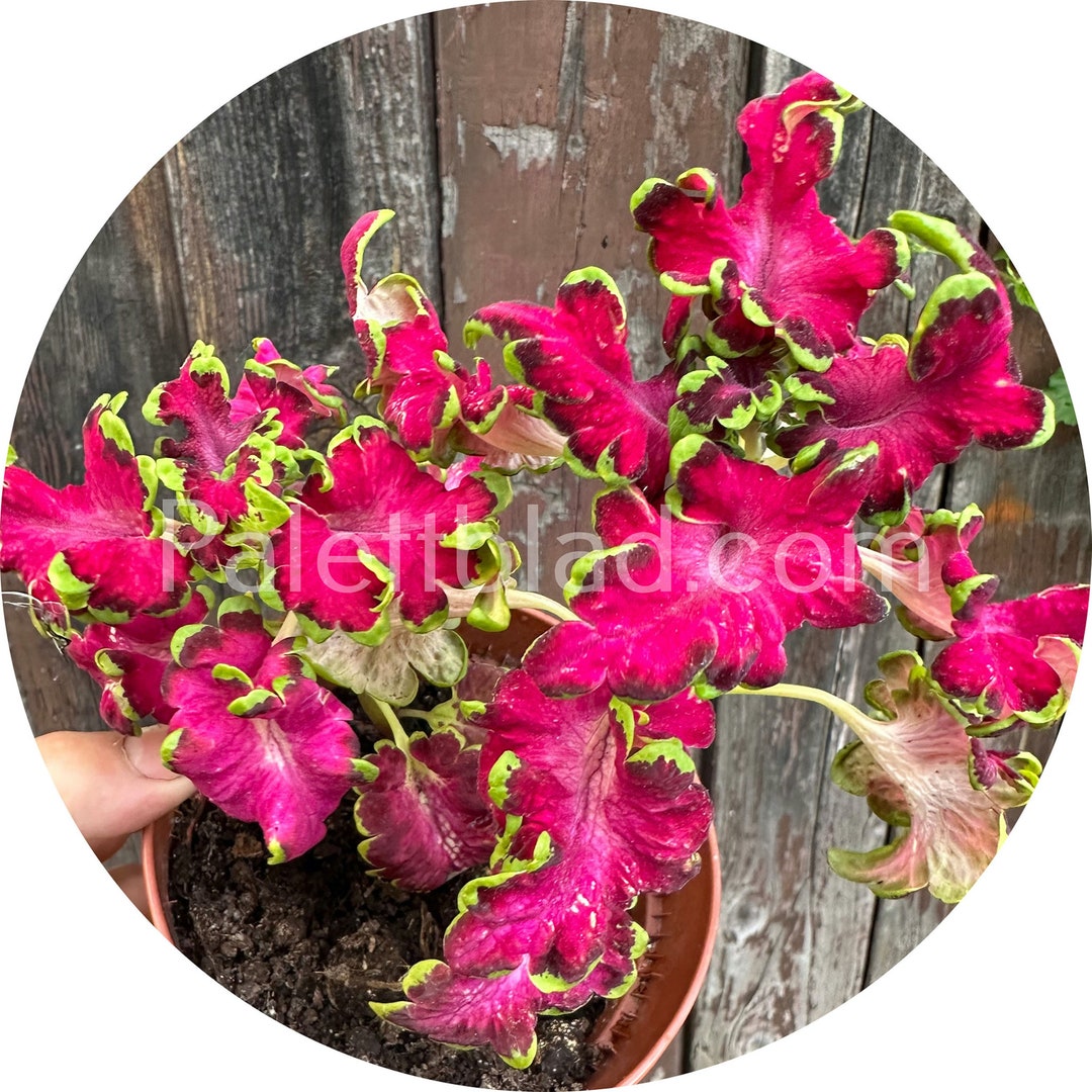 Coleus Colocha Rose 10 Seeds - Etsy Canada