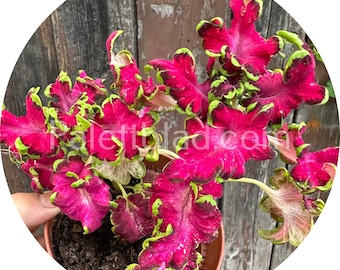 Coleus Rococo Mix 10 Seeds - Etsy Canada