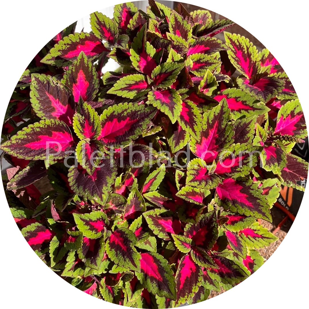 Coleus Kong Rose 5 Seeds - Etsy Hong Kong