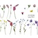 WILDFLOWER CLIPART I Hand Drawn Clipart I BOTANICAL Clipart I ...