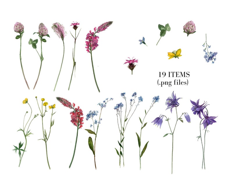 WILDFLOWER CLIPART I Hand Drawn Clipart I BOTANICAL Clipart I ...