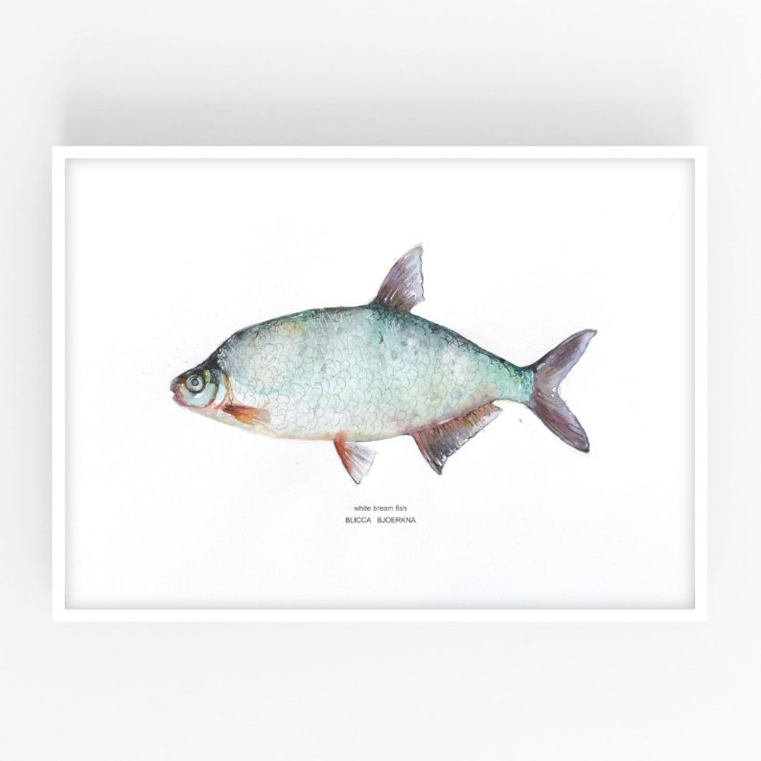 Poster Fish Print Bream Painting Aquarelle Watercolor Paiting Decor ...