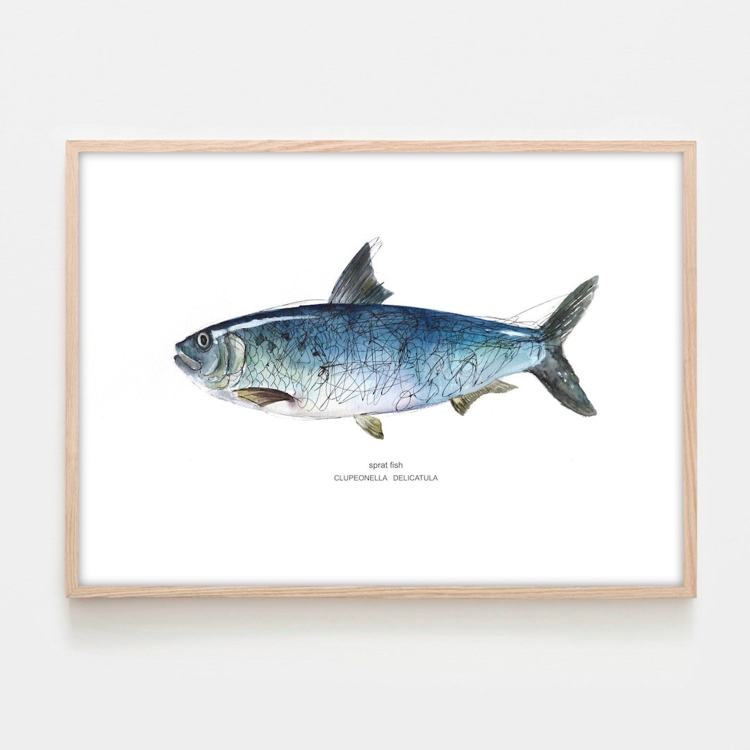 Poster Fish Print Sprat Painting Aquarelle Watercolor Painting Decor ...