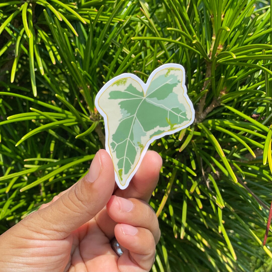 English Ivy Sticker, Ivy Leaf Sticker - Etsy