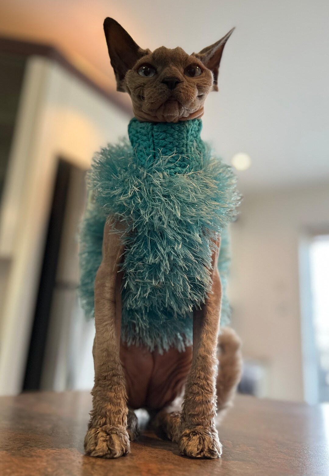 Cat in Peacock Feathers. Costume or Extra Fluffy SPHYNX Crochet Sweater ...
