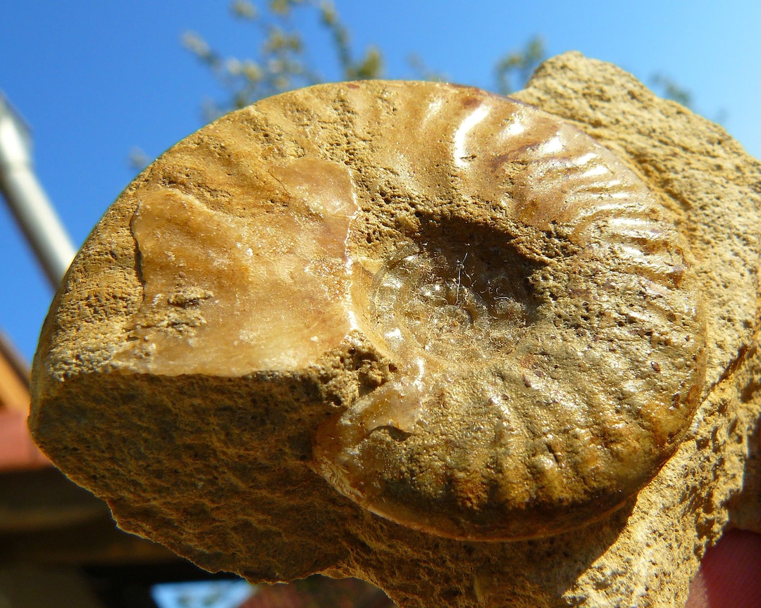Ammonite Fossil - Graphoceras Concavum - (47mm) - Sherborne, Dorset, UK ...