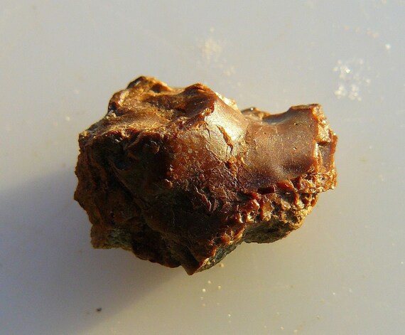 Amber Stalagtite World's Rarest Amber From Hastings - Etsy