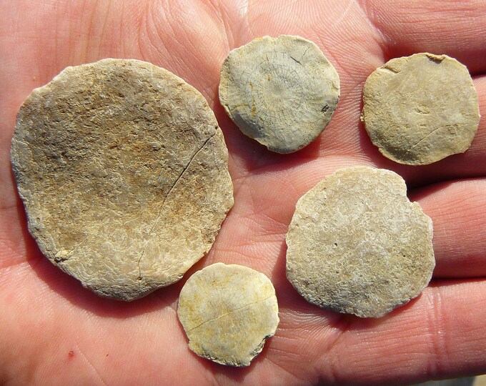 Nummulite Fossils - Set of 5 Matrix Free Specimens - Bad Adelholzen ...