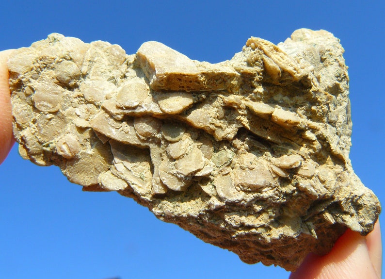 Nummulite Fossils Rich Matrix Specimen Bad Adelholzen - Etsy