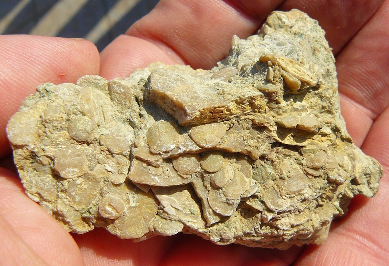 Nummulite Fossils Rich Matrix Specimen Bad Adelholzen - Etsy