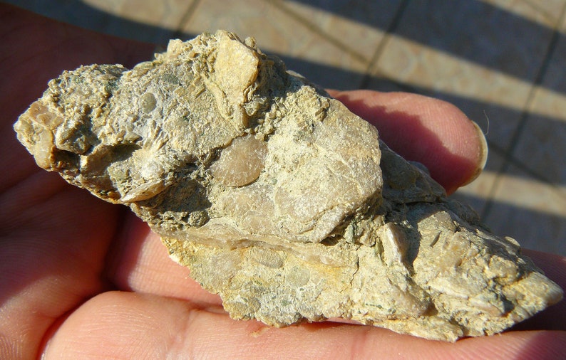 Nummulite Fossils Rich Matrix Specimen Bad Adelholzen - Etsy