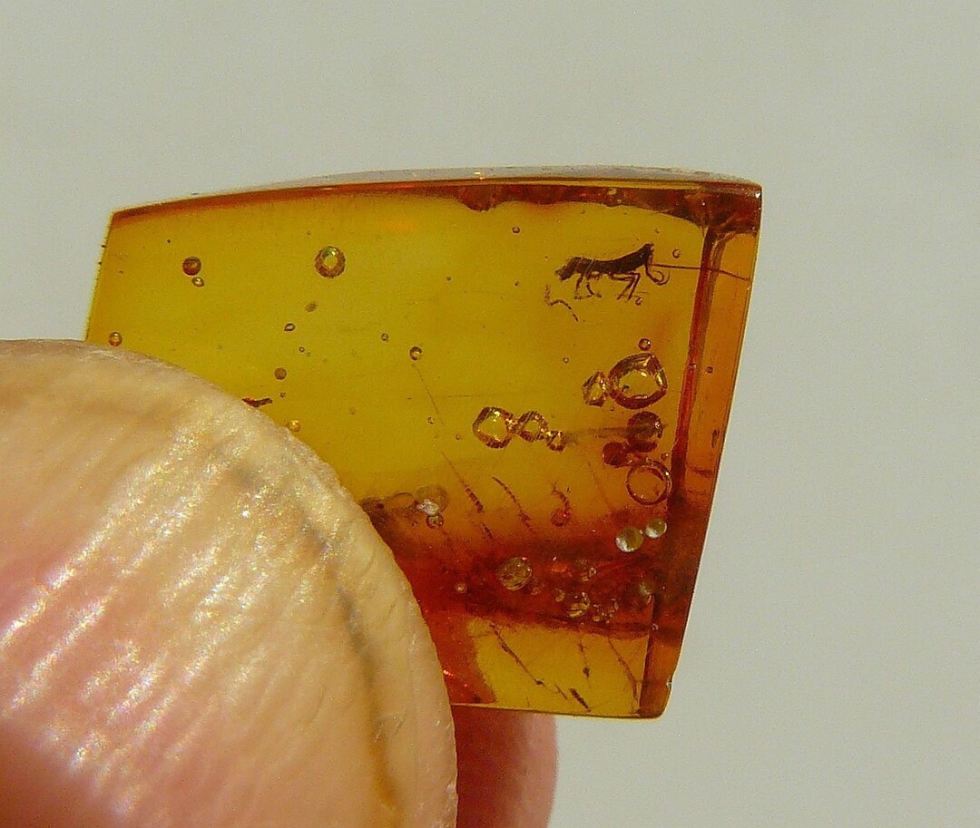 Amber With Insect Inclusion - Baltic Amber - 15x11x5mm / 0.5g - 2mm ...