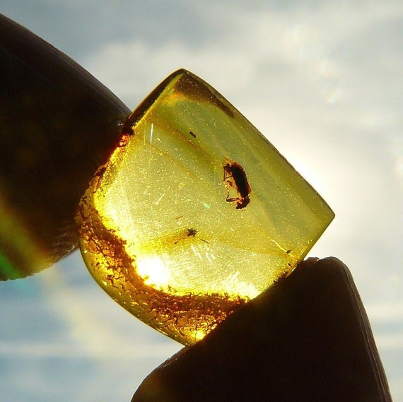 Amber With Insect Inclusion Baltic Amber 11x11x2mm / 0.3g - Etsy