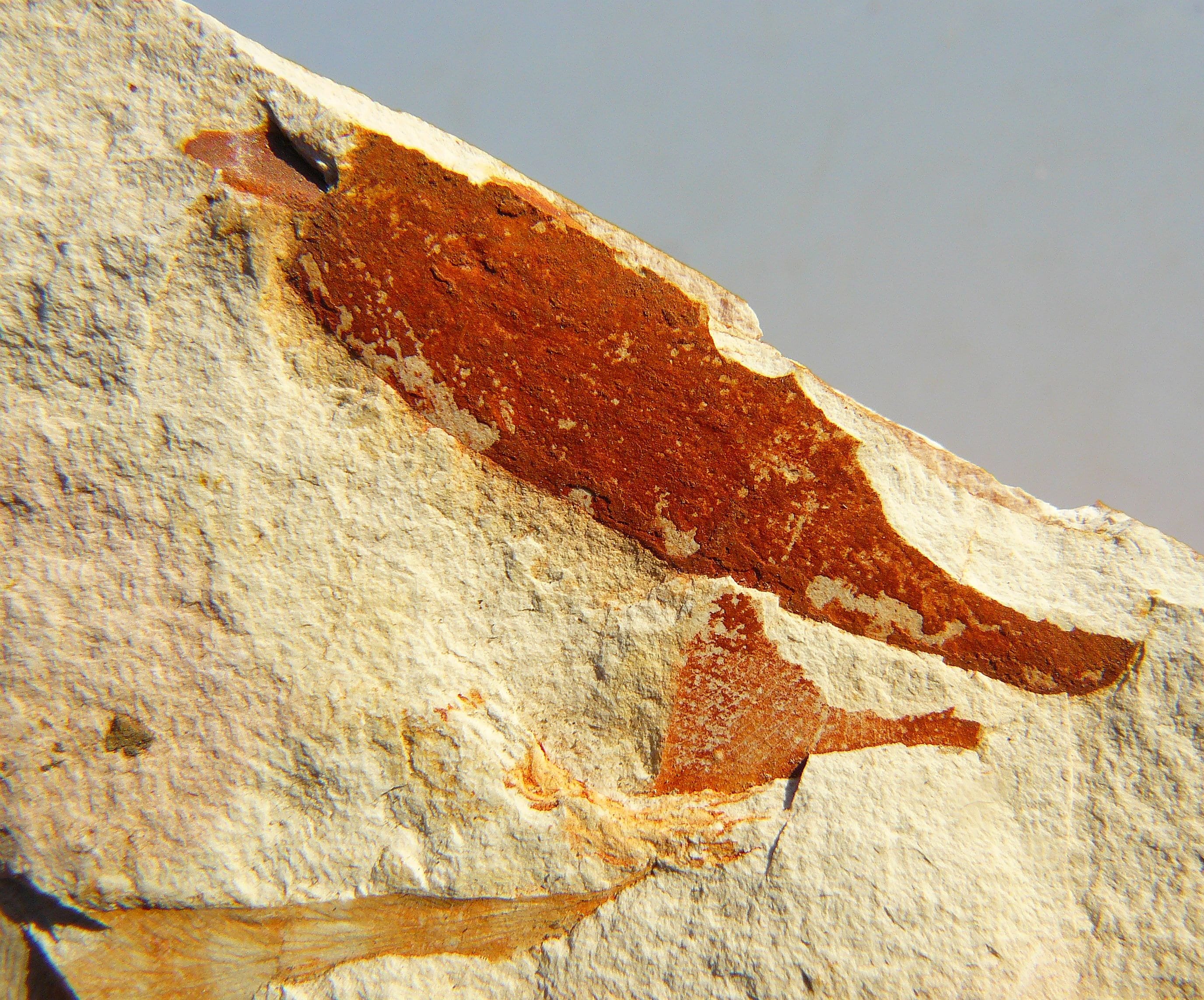 Glossopteris Fossil