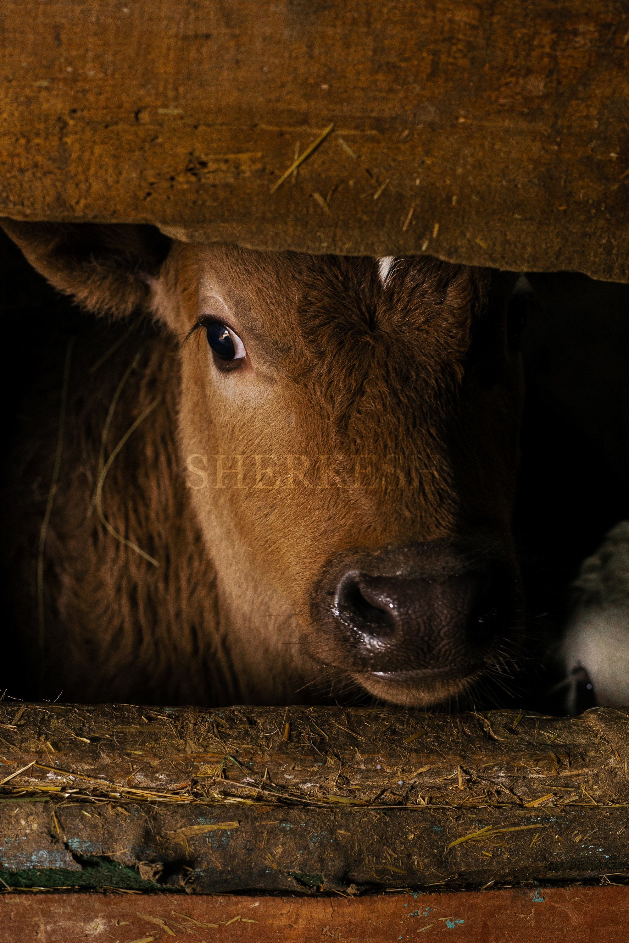 Cow Print, Digital Download, Cattle Photography, Wall Art, Farm Print ...
