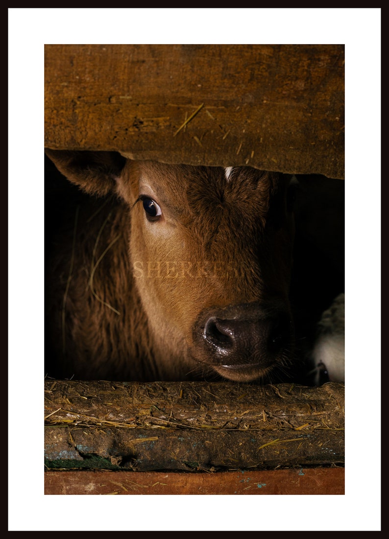 Cow Print, Digital Download, Cattle Photography, Wall Art, Farm Print ...
