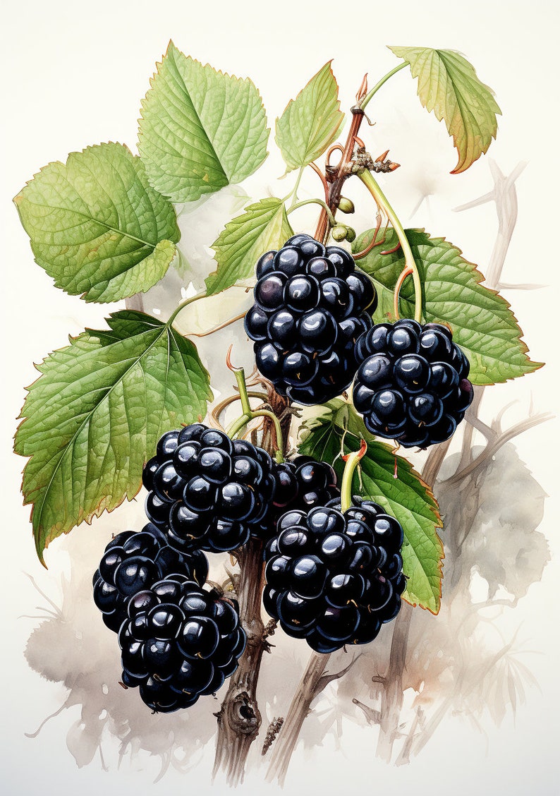 5 Different Drawing on an Old Paper of Wild Berry. Strawberry - Etsy