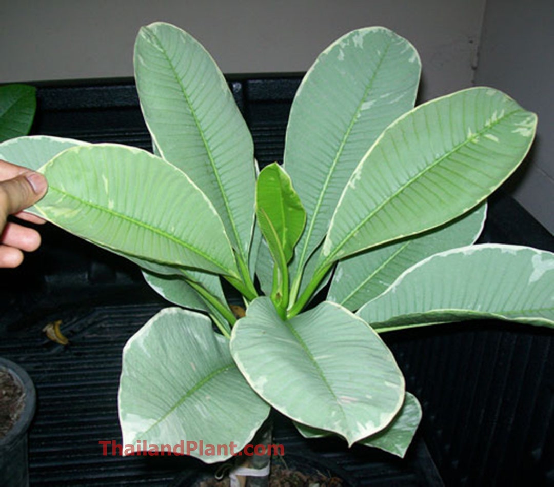 1 Grafted of PLUMERIA SPP. Variegated Plant, Frangipani, Flower Pink ...