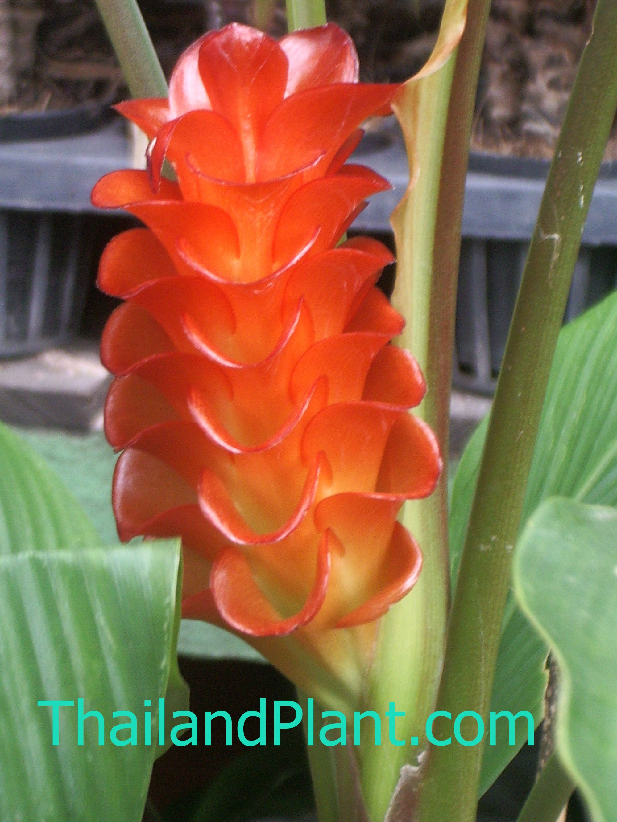 3 Rhizomes of CURCUMA ROSCOEANA Orange Flower Plant FREE - Etsy Canada