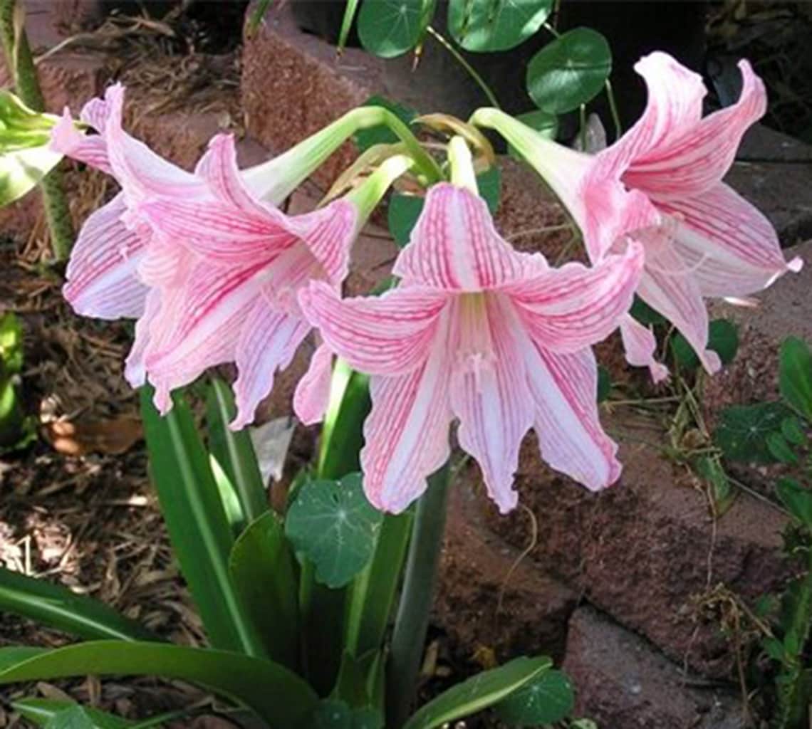 1 Bulb of HIPPEASTRUM RETICULATUM Amarilis Plant FREE - Etsy UK